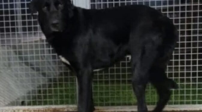 L'incredibile storia del cane rubato due volte: dalla Basilicata a Bari