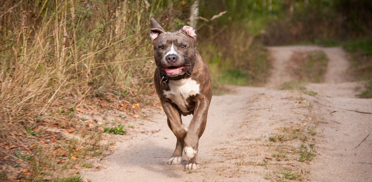 Cane ucciso da un amstaff, la proprietaria incinta perde il figlio